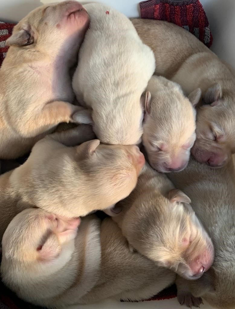 Nopan ja Taven pennut ovat syntyneet